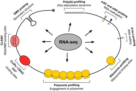Techniques for positional information integration on the transcriptome | RNA-Seq Blog