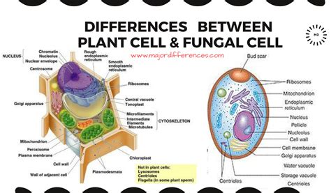 Fungal Cell Wall Diagram