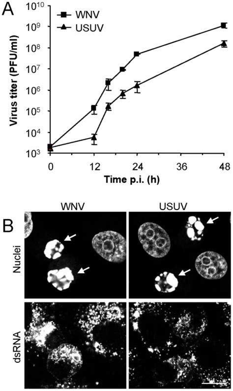 A Growth Curve Of Wnv And Usuv Cells Were Infected Moi Of 01