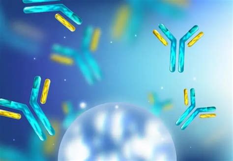 重组抗体表达及抗体多样性形成机制 知乎 花瓣网