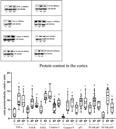 Ijms Free Full Text Relationship Between Neuroglial Apoptosis And