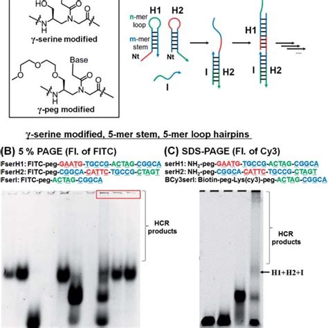 Hybridization Chain Reaction