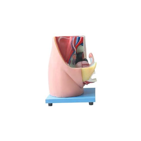 ประเทศจนผผลตแบบจำลองระบบสบพนธเพศหญงซพพลายเออรโรงงาน MEIWO