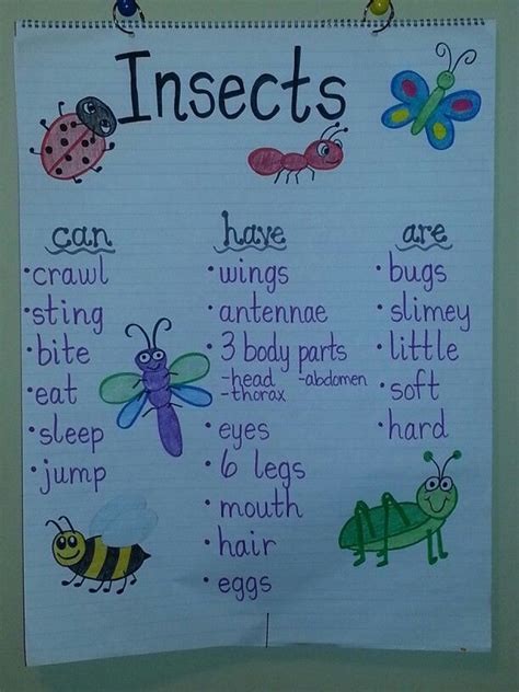 All About Insects Anchor Chart For Kindergarten