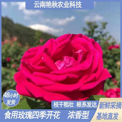 云南墨红可食用玫瑰花苗滇红金边盆栽四季开花庭院阳台浓香型 虎窝淘