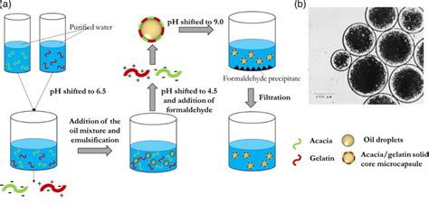 A Scheme Of The Complex Coacervation‐driven Synthesis Of Download