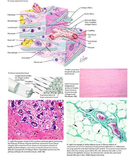 Histology Of Connective Tissue C And D Reused With Permission From
