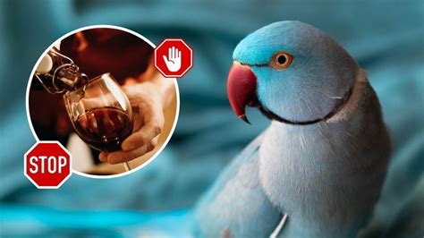 ¿qué Pasa Si Le Doy Vino A Mi Loro Petlife