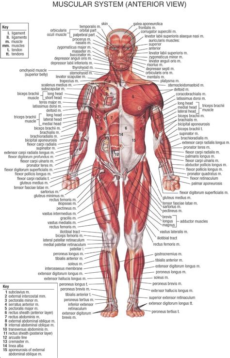 Confronta I Prezzi Su Body Muscular System Shopping Online Acquista