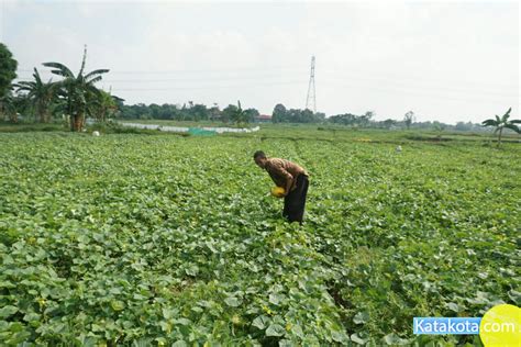 Foto Hasil Panen Petani Timun Suri Kata Kota