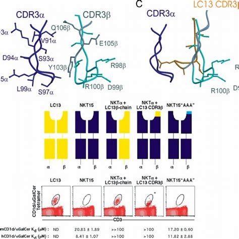 Conserved Residues From Human And Mouse Nkt Tcr Cdr1 α Cdr3 α And