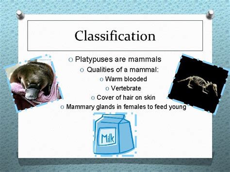 The Platypus By Daisy Murphy Classification O Platypuses