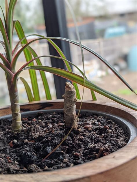 Dracaena Marginata Propagation Branching Proplifting