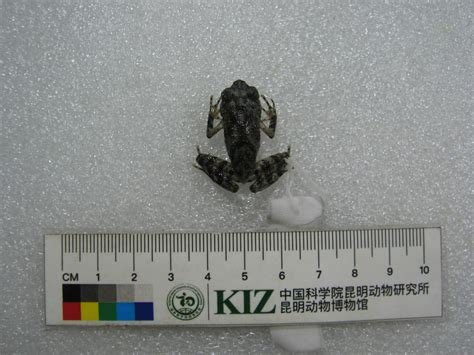 Megophrys Feii