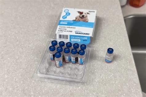 Canine Flu Reaches Edmond As Vaccine Is In Short Supply