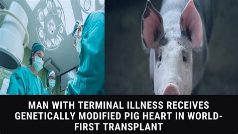 Man with Terminal Illness Receives Genetically Modified Pig Heart in World First Transplant ...