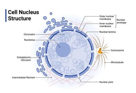 Cell Nucleus Diagram