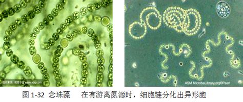 念珠藻结构图及标注 图库 五毛网