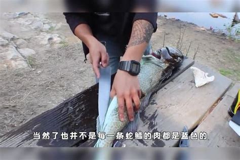 来自“潘多拉星球”的鱼，剖开后鱼肉是蓝色的，太奇怪了