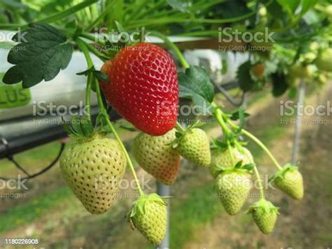 첨단 기술 농업 온실에서 수경 딸기 수경 선반 시스템을 갖춘 농업 온실 건강한 생활방식에 대한 스톡 사진 및 기타 이미지 건강한 생활방식 계절 관개 장비 Istock