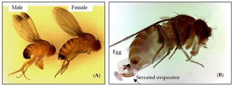 Drosophila Male And Female