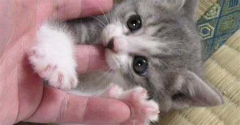 Hungry Kitten Rfunny