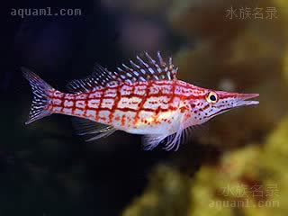 水族名录 辐鳍鱼纲actinopteri
