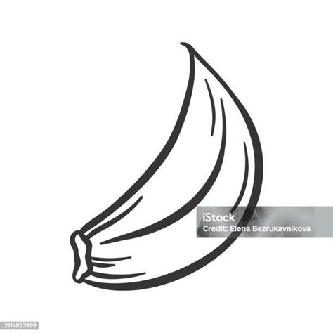 벡터 윤곽 마늘 정향입니다 흰색 배경에 고립 된 마늘 정향의 스케치 그림입니다 건강한 식생활에 대한 스톡 벡터 아트 및 기타