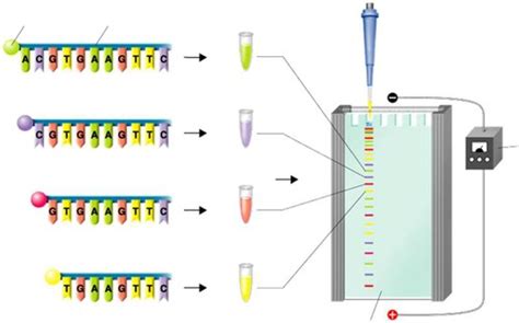 Dna Sequencing Flashcards Quizlet