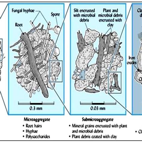Soil Aggregate Size And Composition Adapted From Brady And Weil 129
