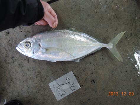 インドカイワリ 2014 10 23 WEB魚図鑑