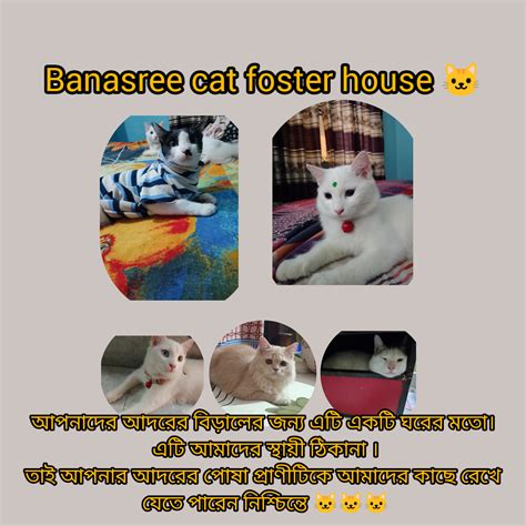 Banasree Cat Foster House Banasree Cat Foster House