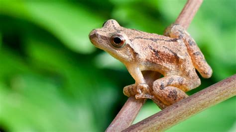 Spring Peeper Physical Characteristics Habitat Behavior And Conservation Status