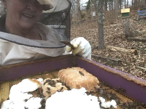 Home Sweet Bees