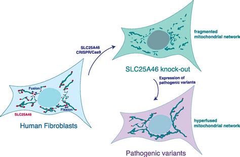 Mitochondrial Structure And Function Ppt