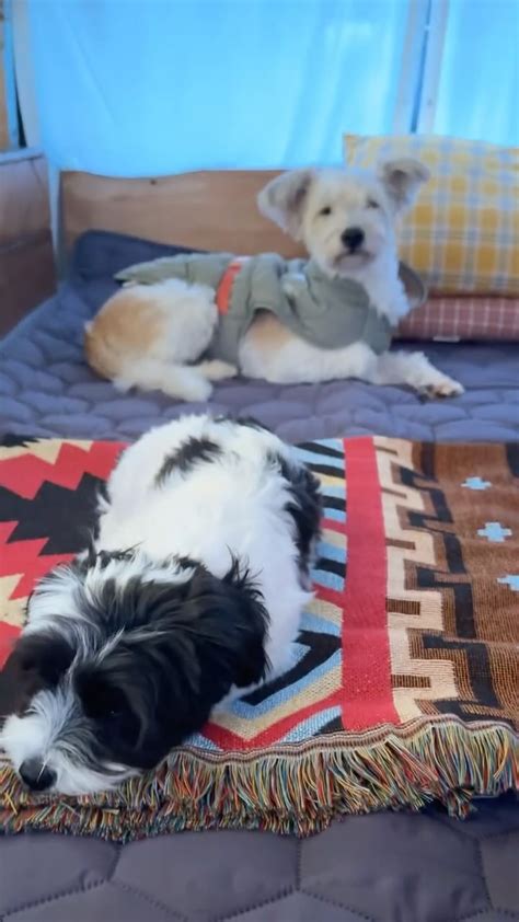 나는오늘 🐶반려견과 함께 캠핑and차박하기 좋은 곳🔅 바다 바로 앞 울창한 소나무 숲 아래에서 캠핑차박을 할 수 있는 조금나루 유원지” 에요🙂 이미 많은 캠퍼들 사이에서