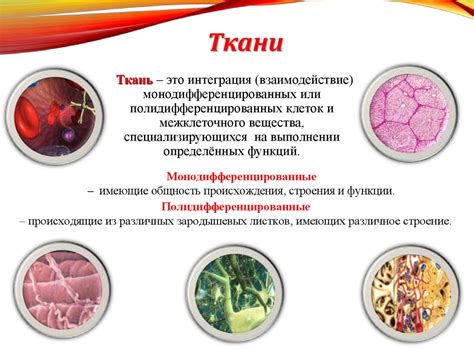 Строение человеческого организма презентация онлайн