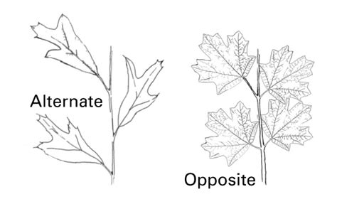 Identification Of Common Trees Of North Carolina Nc State Extension Publications