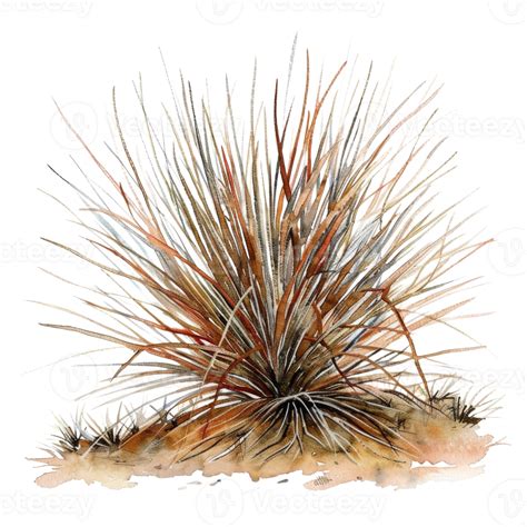 Desert Grass And Bush With Rocks 46453709 Png