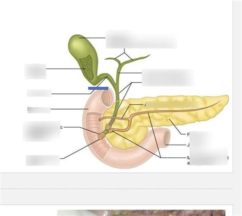 Gallbladder Diagram Diagram Quizlet