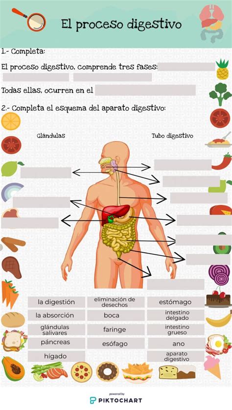 El Proceso Digestivo Exercise Proceso De Nutricion Ciencias De La
