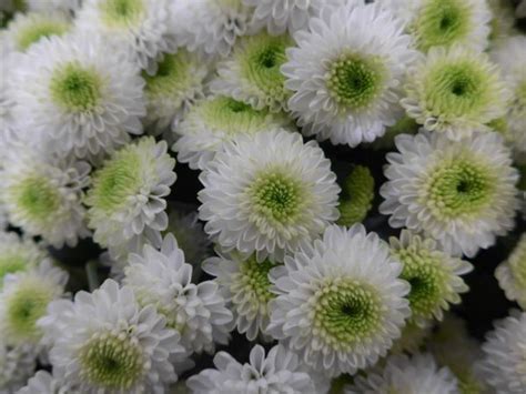 Free Images Purple Petal Bouquet Green Flora Florist Flowers