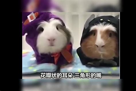 荷兰猪：这个小可爱你们都养过吧。 荷兰