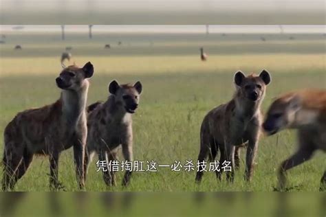 鬣狗惹怒羚羊夫妇，遭遇疯狂攻击！羚羊夫妇鬣狗