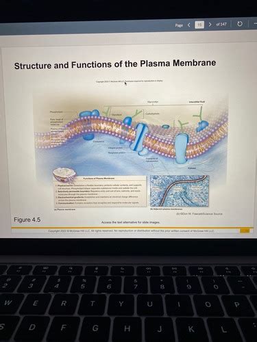 A P Lecture Chapter Flashcards Quizlet