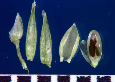 Panicum Anceps Poaceae