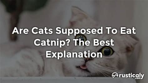 Are Cats Supposed To Eat Catnip Easy And Clear Answer