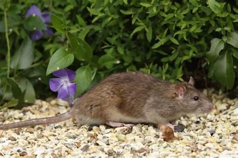 Deter Rats From Your Garden In A Hurry With Five Plants They Find
