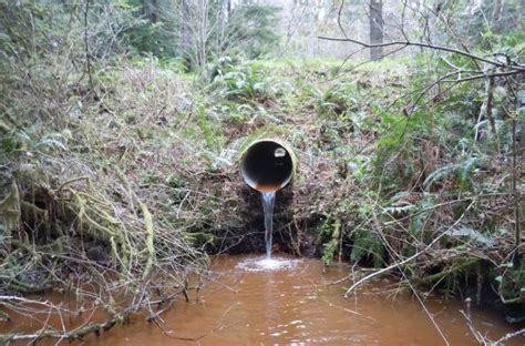 Treaty Tribes Fix Culverts To Save Salmon For Everyone Now