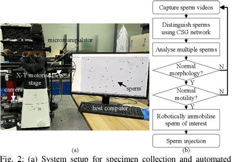 Figure 2 From Automated Non Invasive Analysis Of Motile Sperms Using